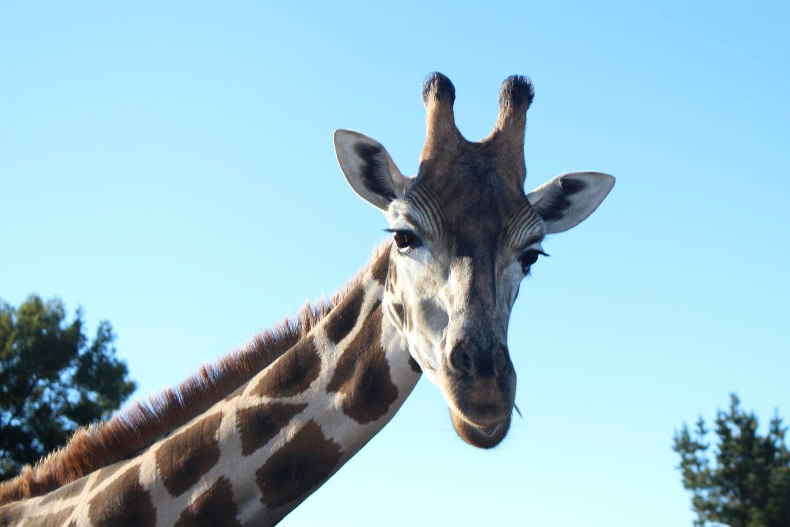World Giraffe Day highlights plight of tallest animals - ABC listen