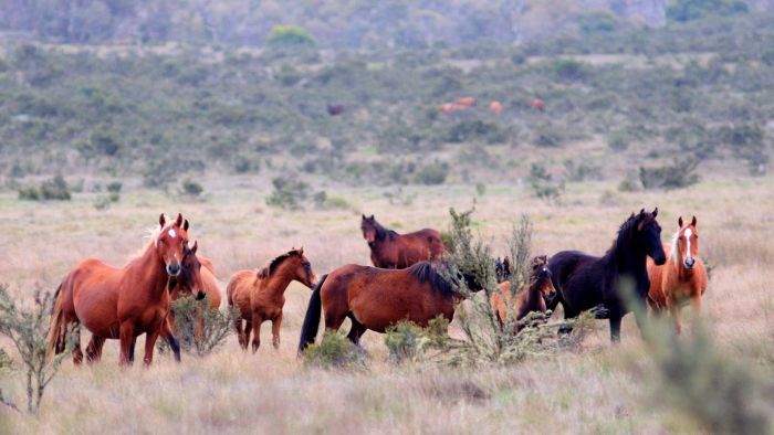 Nightlife featuring Brumbies - ABC Radio