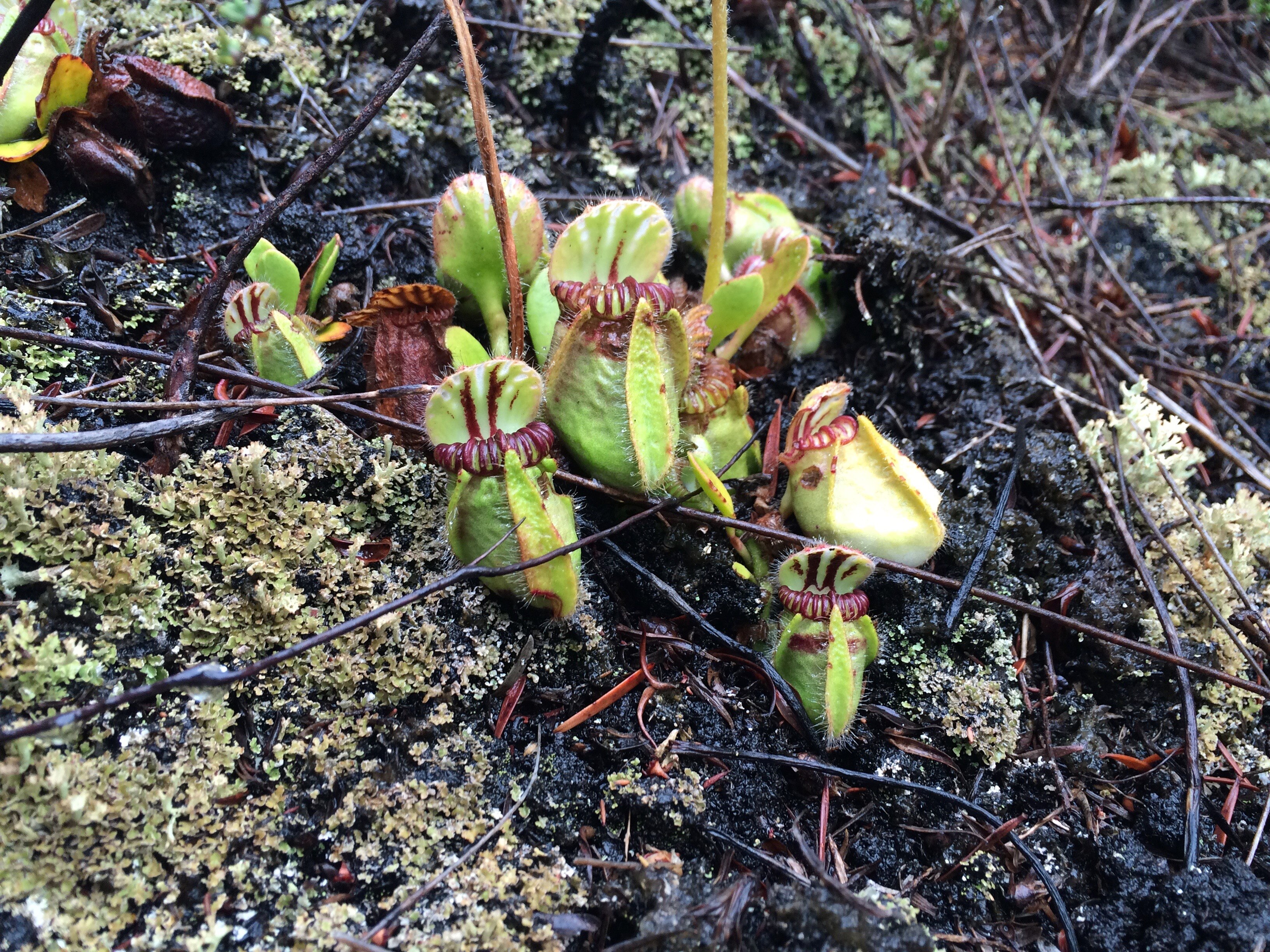 Carnivorous Albany pitcher plant threatened by poachers, but still ...