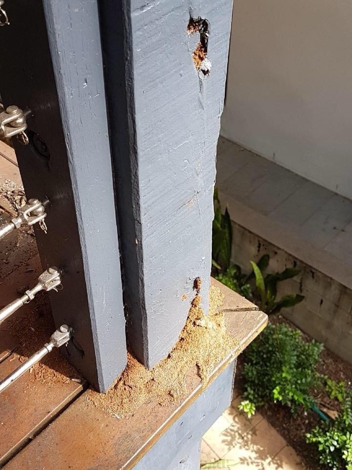 Timber-loving pests are on the move. So what are borers? And how can ...