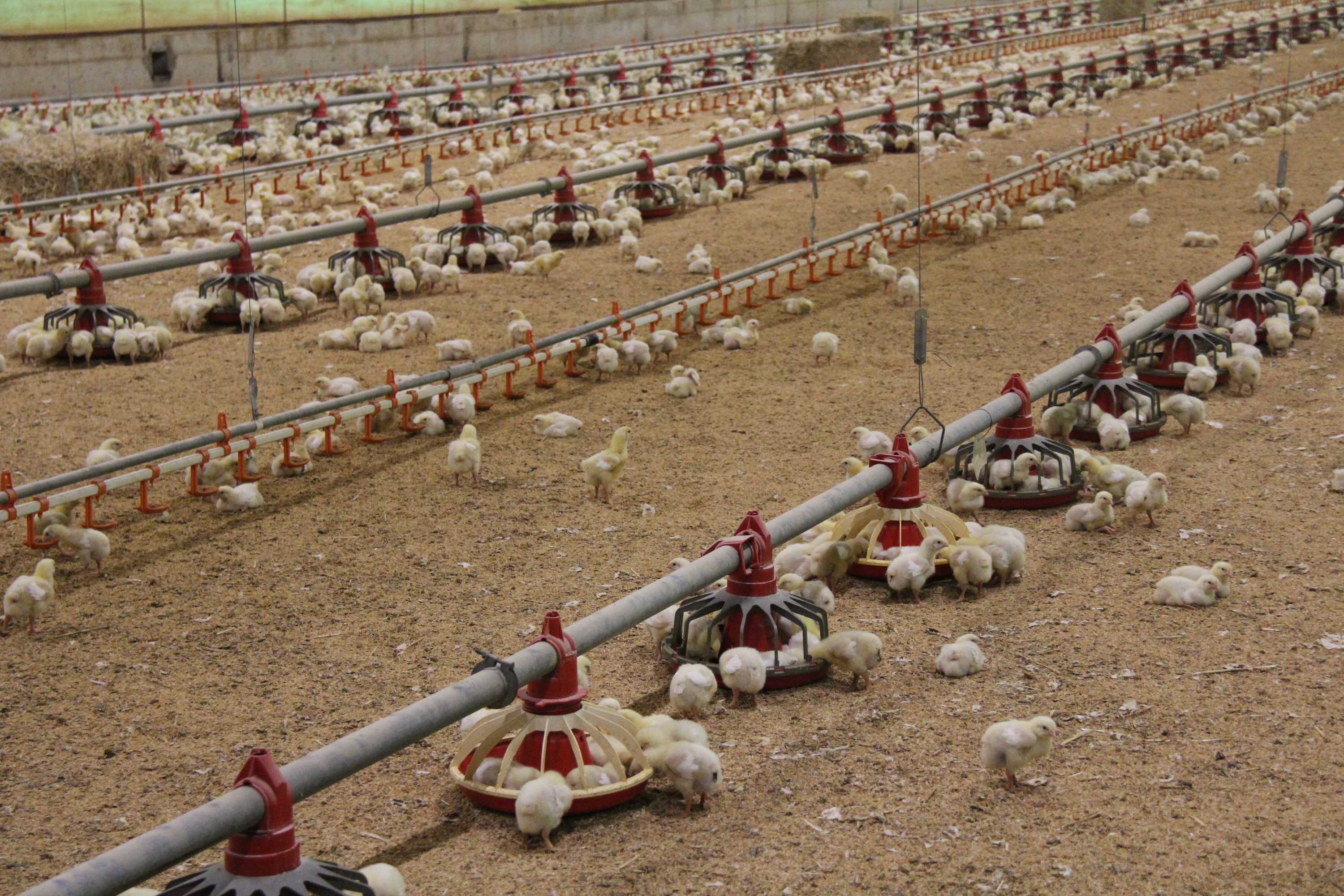Australian chicken meat industry fighting to dispel pervasive hormone ...