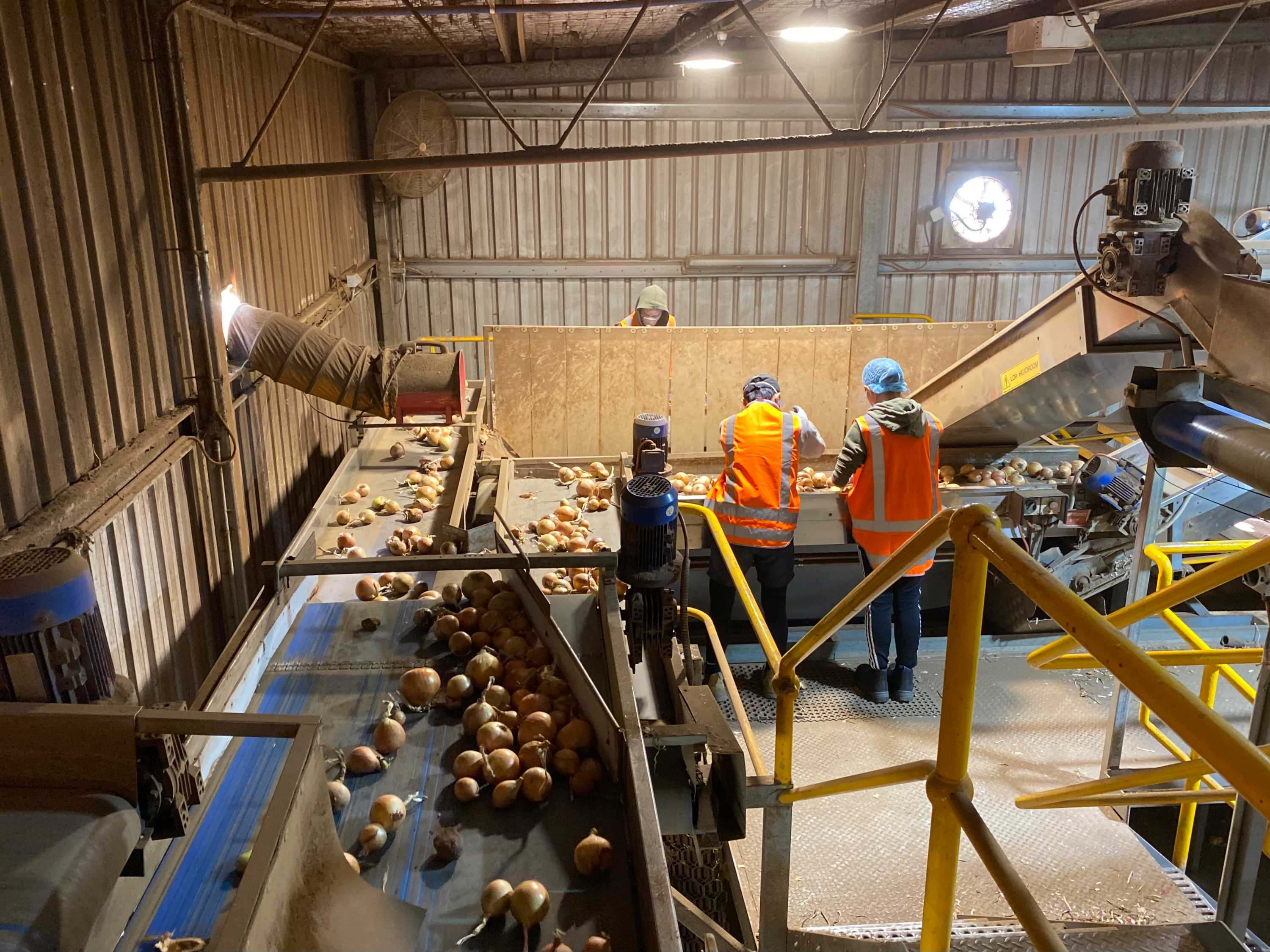 Onion growers bracing for price pain as domestic oversupply looms - ABC ...