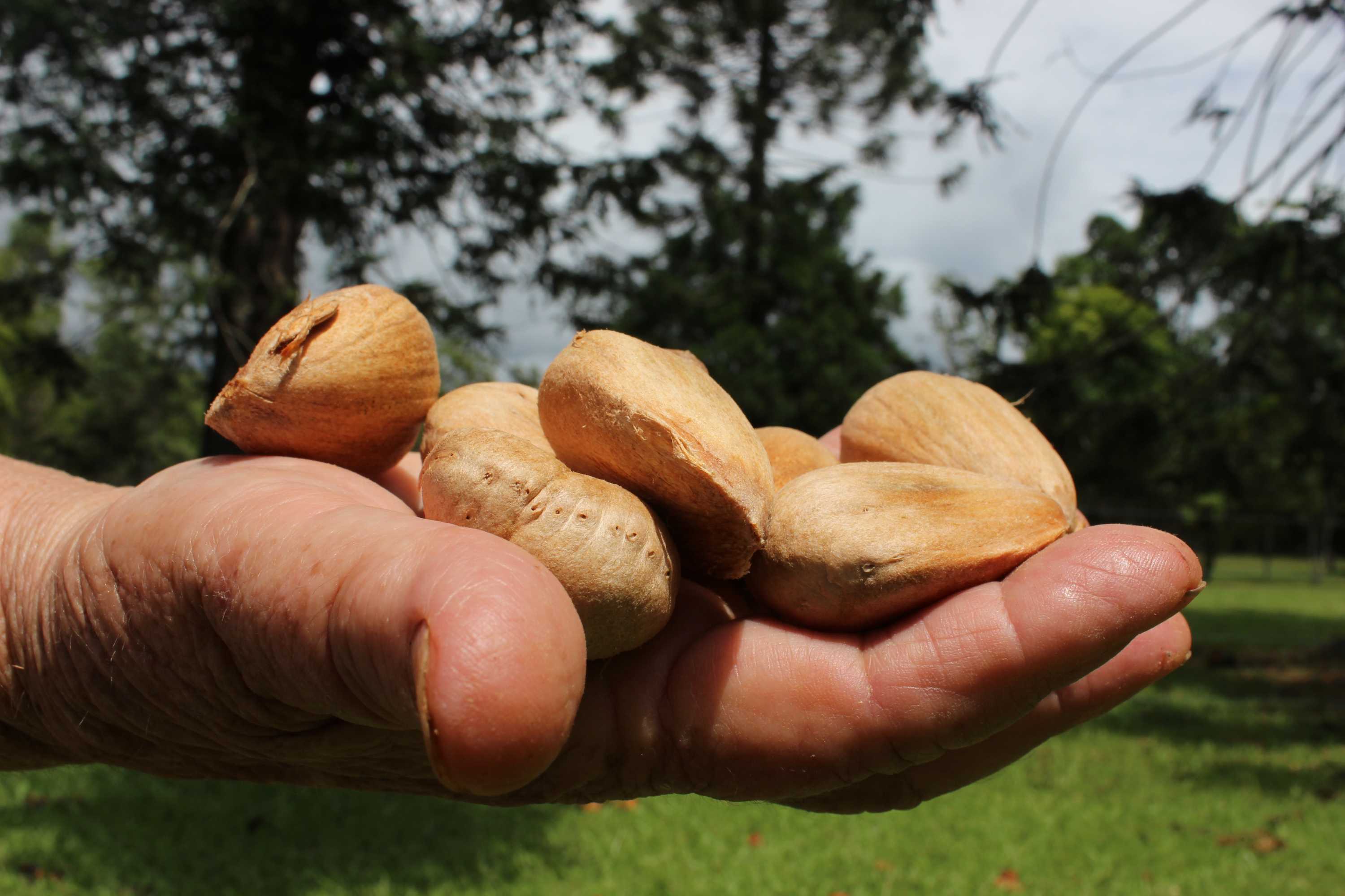 Beware of falling nuts as bunya trees in Queensland drop record amount ...