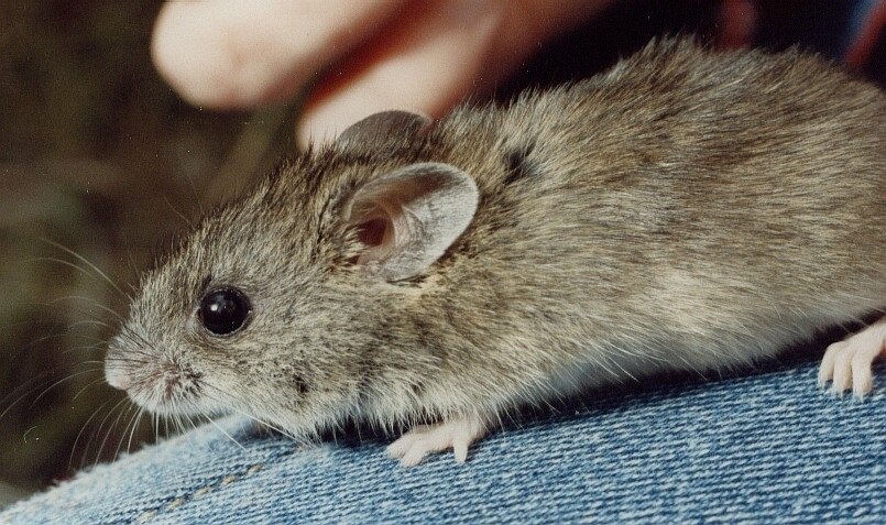 New Holland Mouse, thought to be extinct, rediscovered on Tasmania's ...