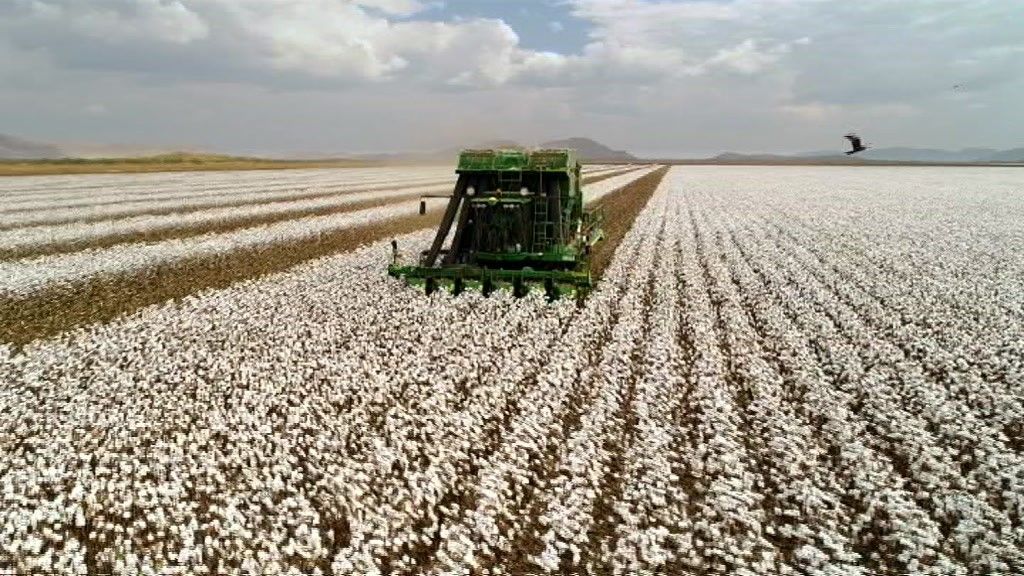 Big Plans: Cotton returns to northern Australia - ABC News