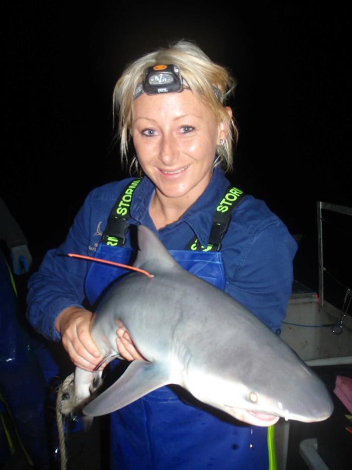 Bull shark project heads upstream - ABC News