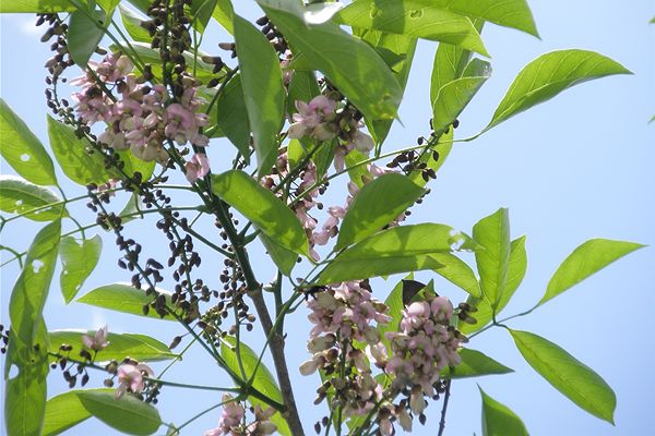 Diesel trees running on empty - ABC News
