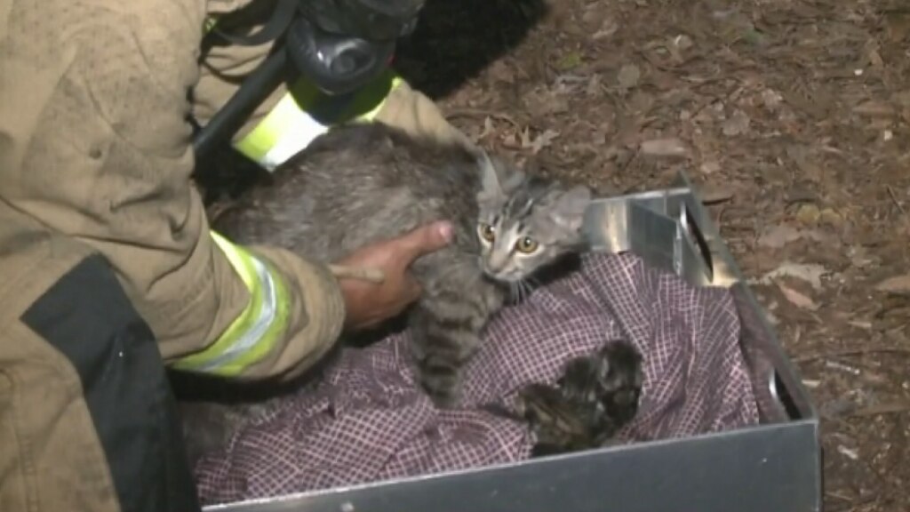 Kittens saved from Sydney unit fire - ABC News