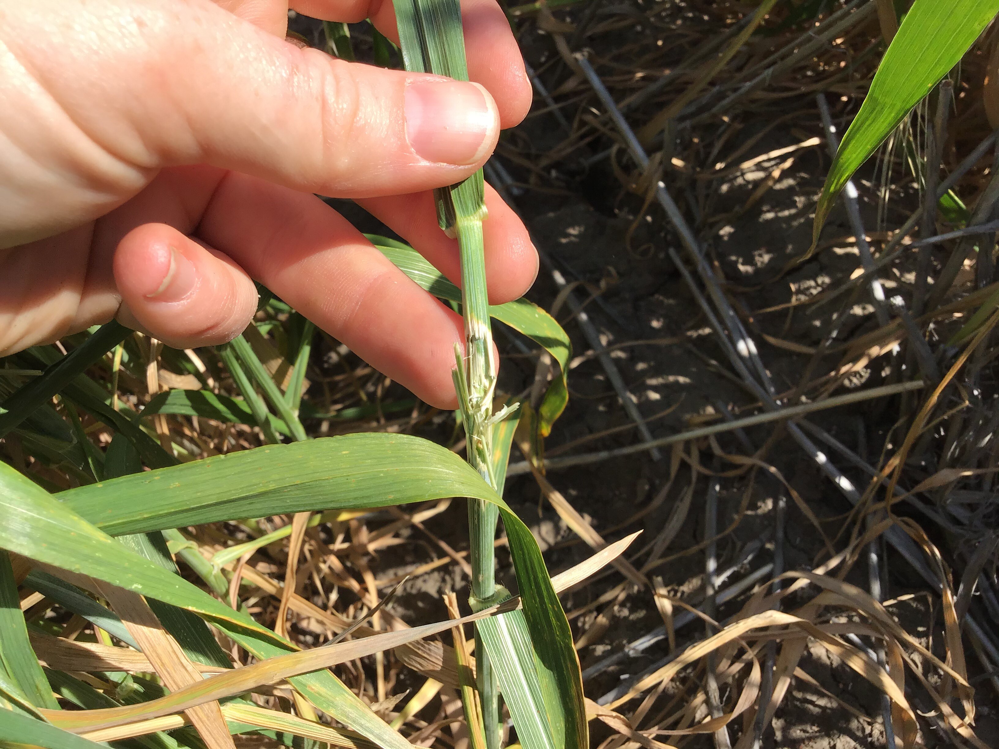 Experts concerned the mouse plague is returning worse than before - ABC ...