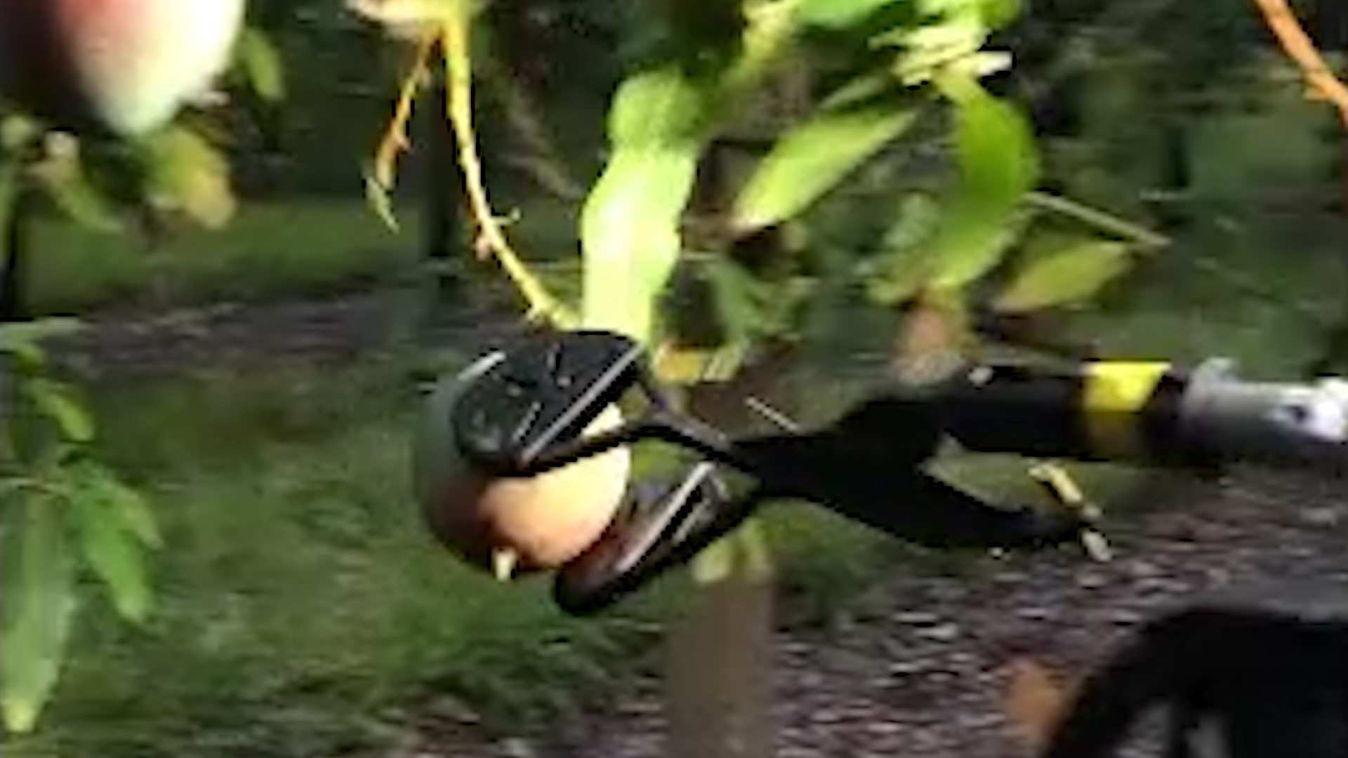 World-first mango harvesting robot to take the grunt work out of fruit ...