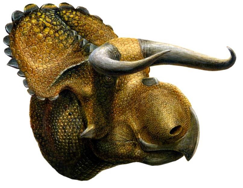 Big-nosed dinosaur offers clues about ancient continent of Laramidia ...