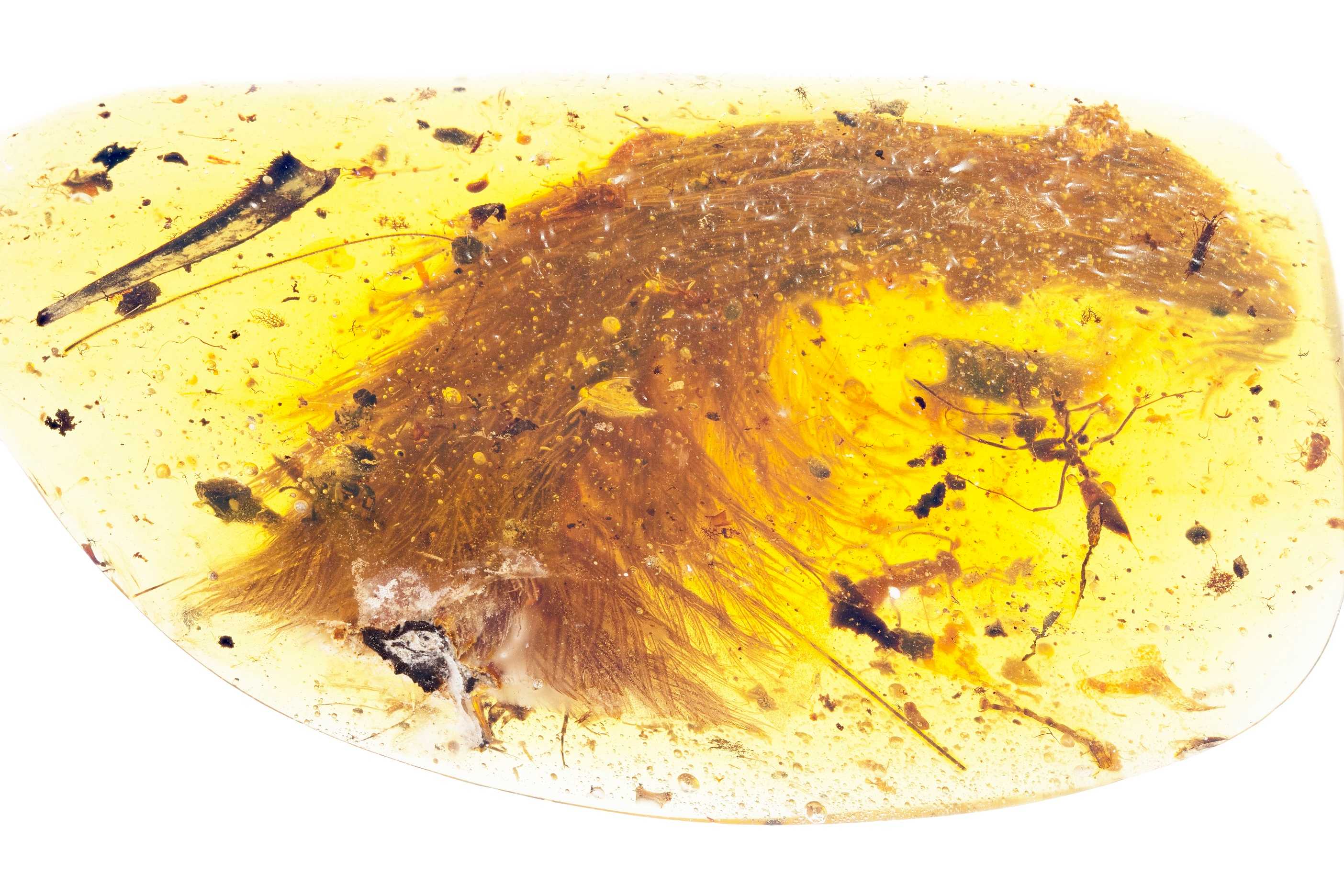 Feathered dinosaur tail discovered in lump of amber from a market in ...