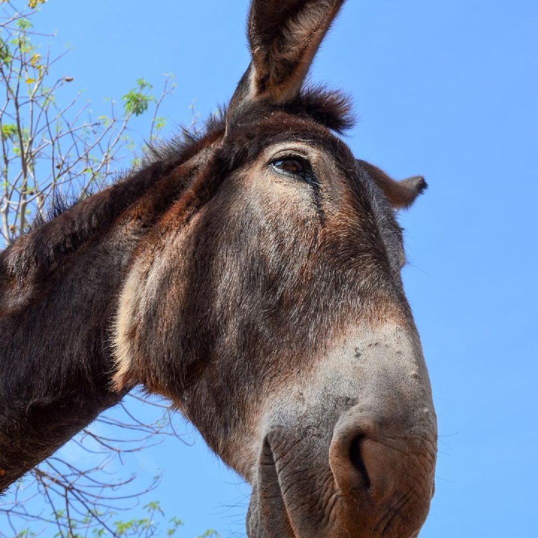 Jill the Donkey retires after 25 years at El Questro - ABC listen