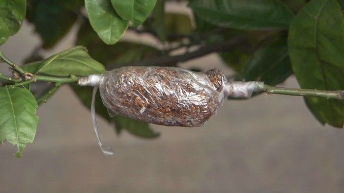 Designing With Plants | Propagation - Gardening Australia