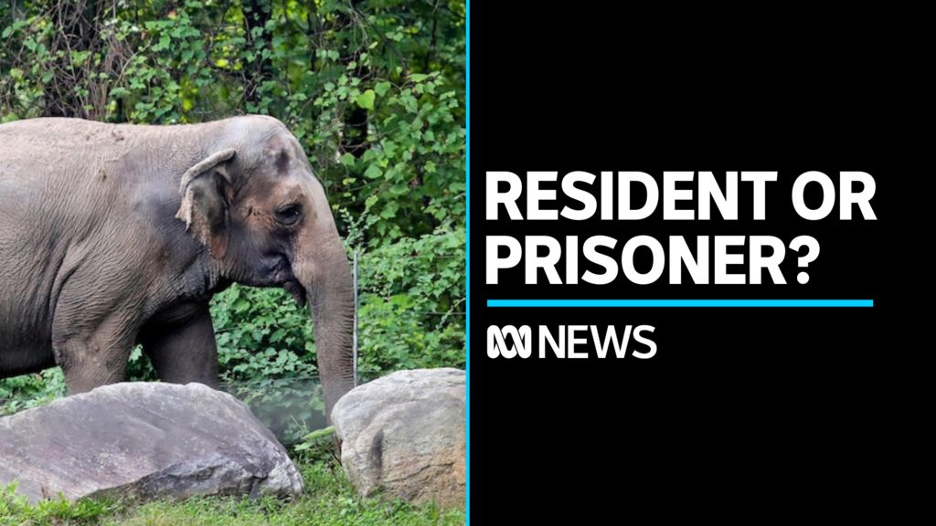 US court assesses whether zoo animals are prisoners - ABC News