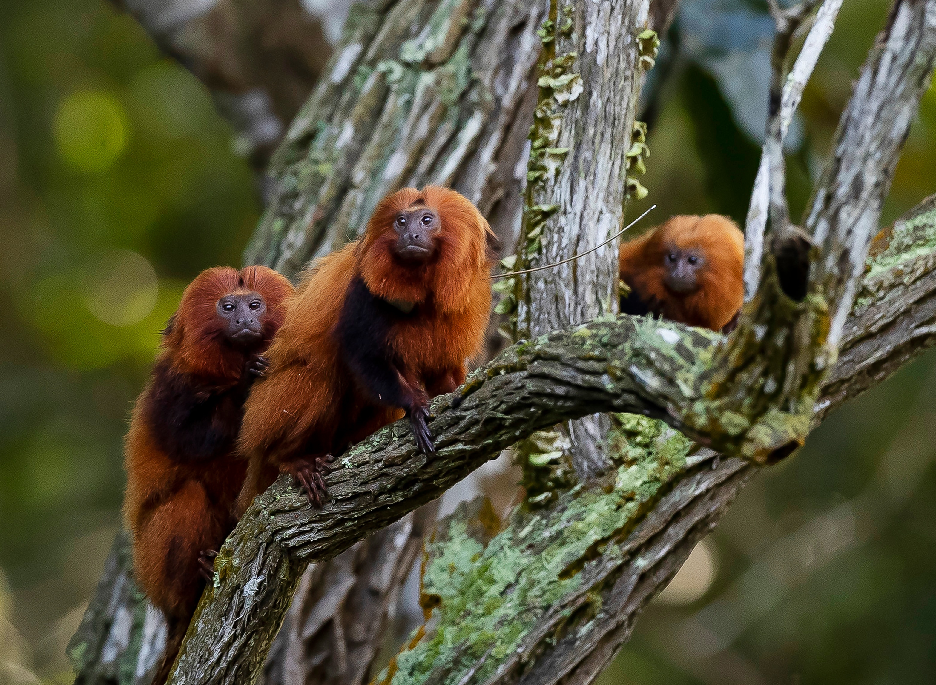 Once nearing extinction, golden lion tamarin monkeys rebound from ...