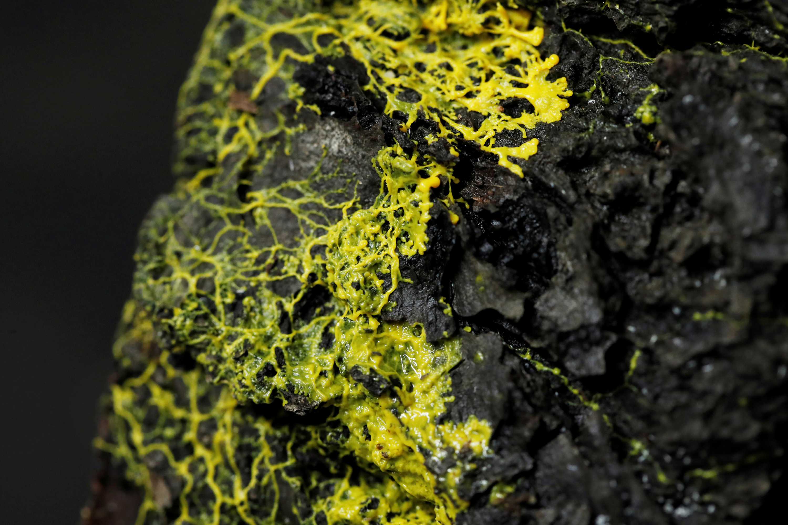 Paris zoo unveils the 'blob' slime mould with 720 sexes which looks ...