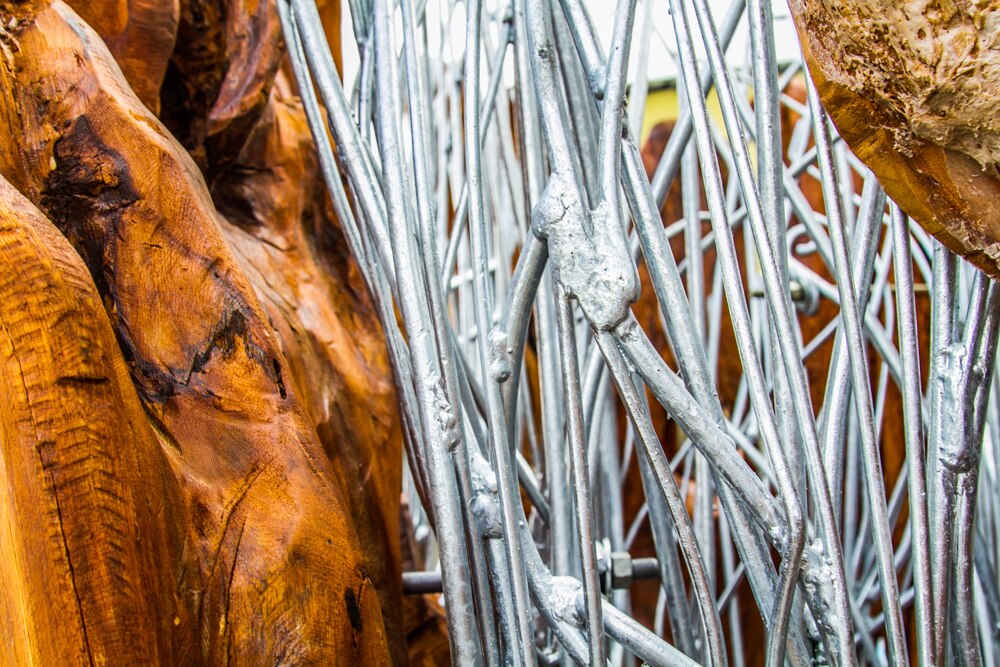 West End's iconic 150-year-old fig tree brought back to life with steel ...