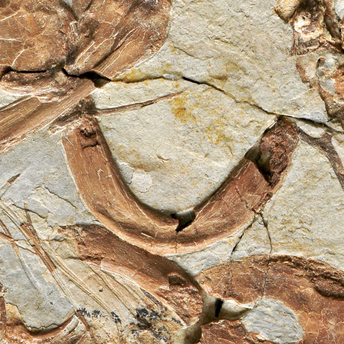 Wishbone helps in the puzzle of early evolution of flight - ABC listen