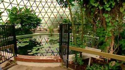 Aroids - Gardening Australia