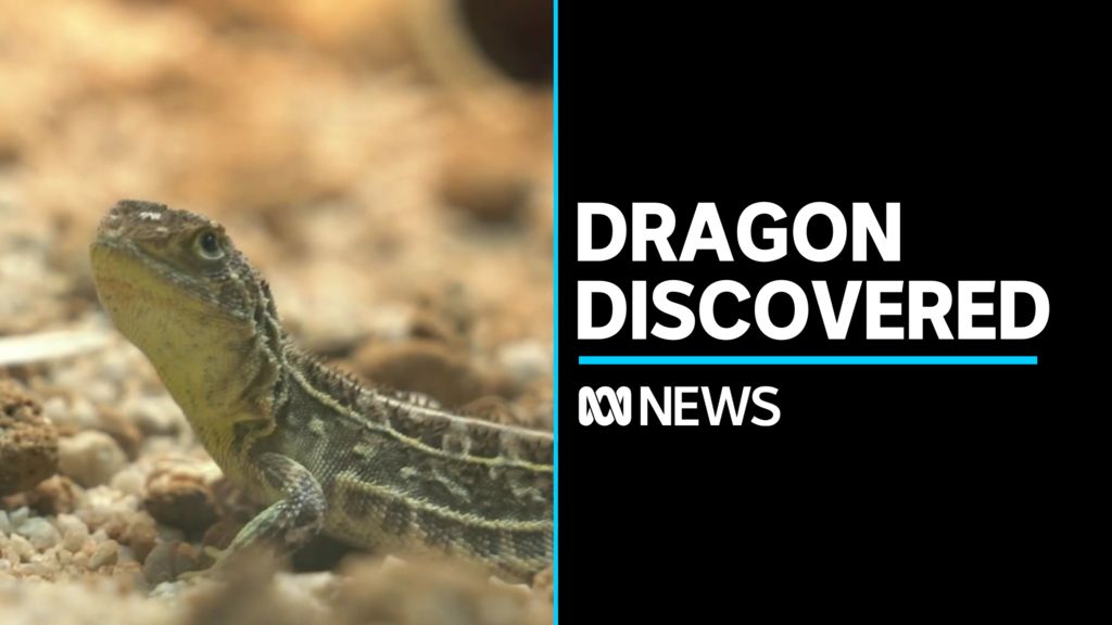 Tiny reptiles thought to be extinct discovered in Victoria - ABC News