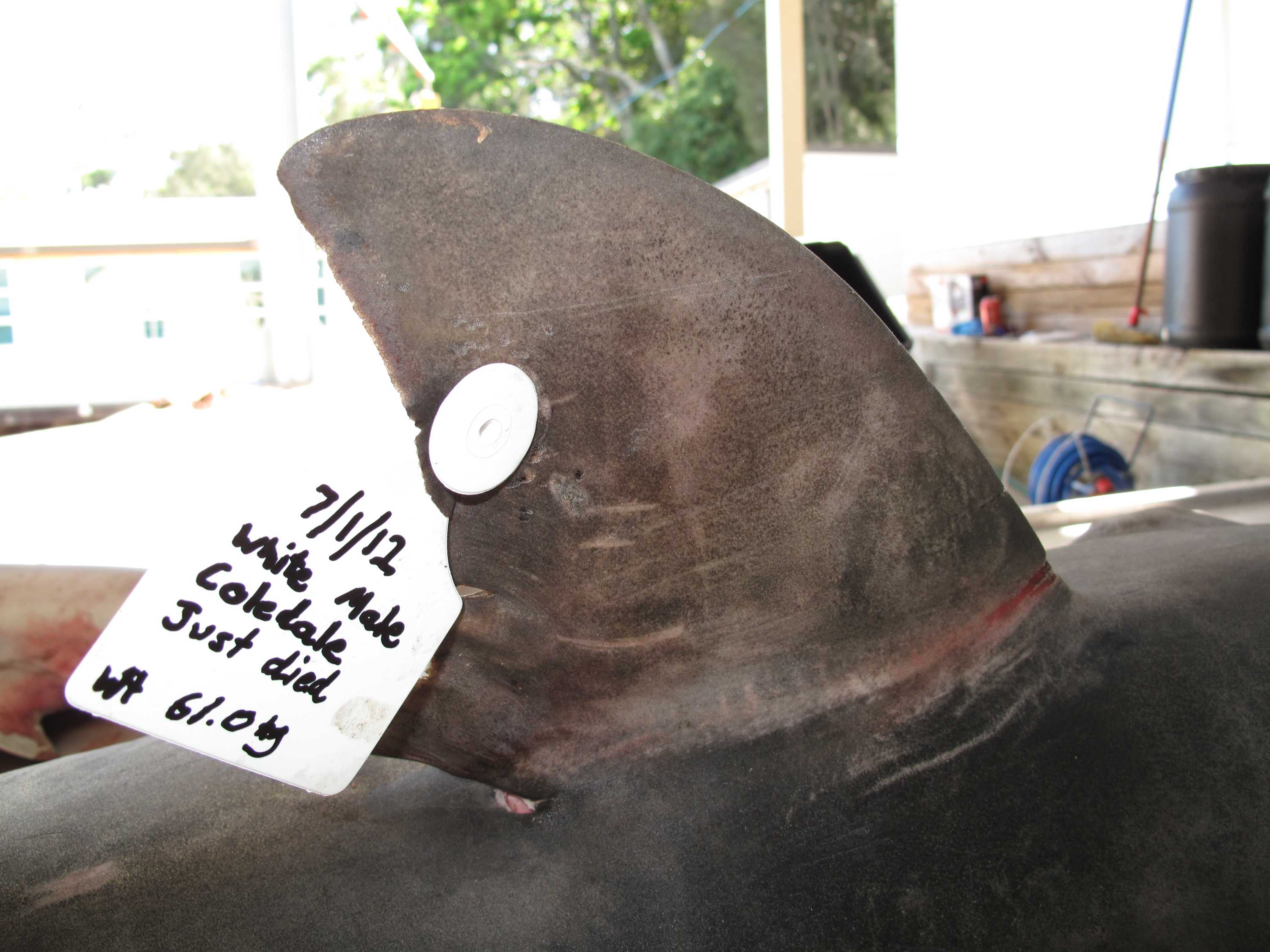 Taming the sharks - ABC listen