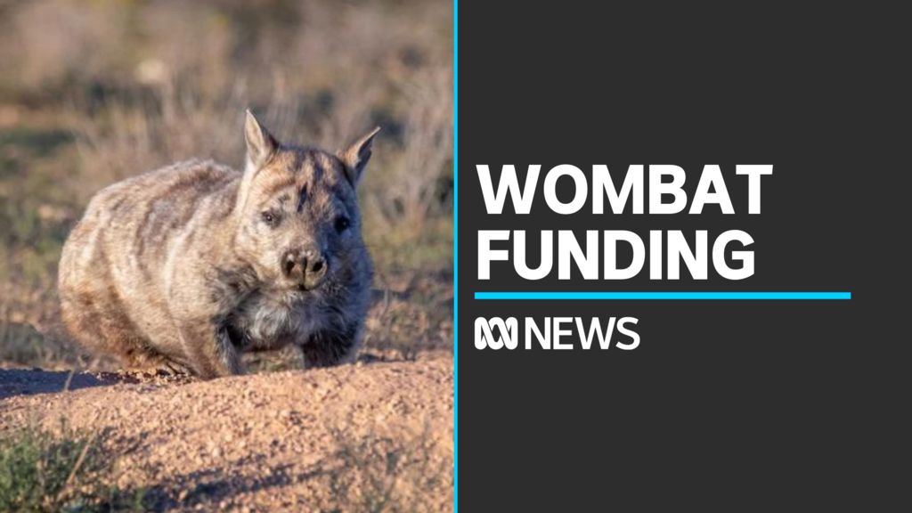 Funding approved for critically endangered Northern hairy-nosed wombats ...