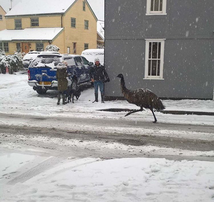 Emu escapee recaptured in graveyard and returned to Essex village home ...