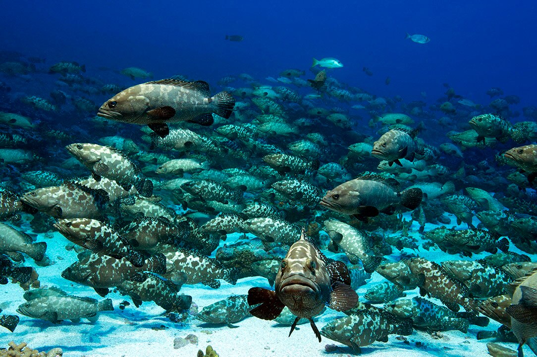 Reef sharks in French Polynesia rely on annual mass grouper spawning ...