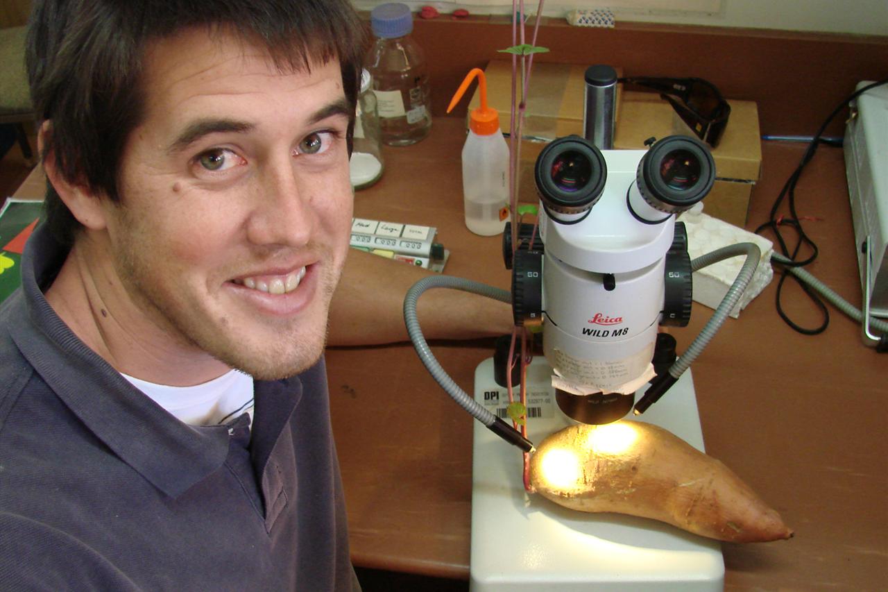 Sweet study for spuds - ABC News