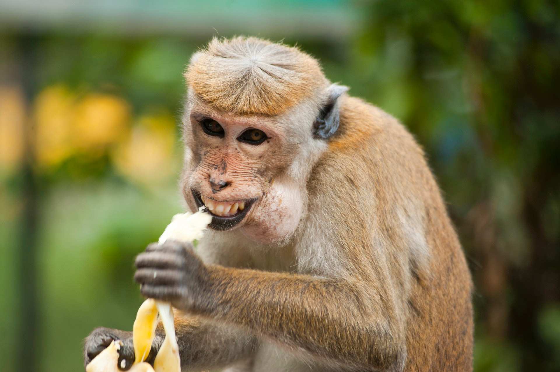 Learn English: 7 monkey idioms used in English - ABC Education