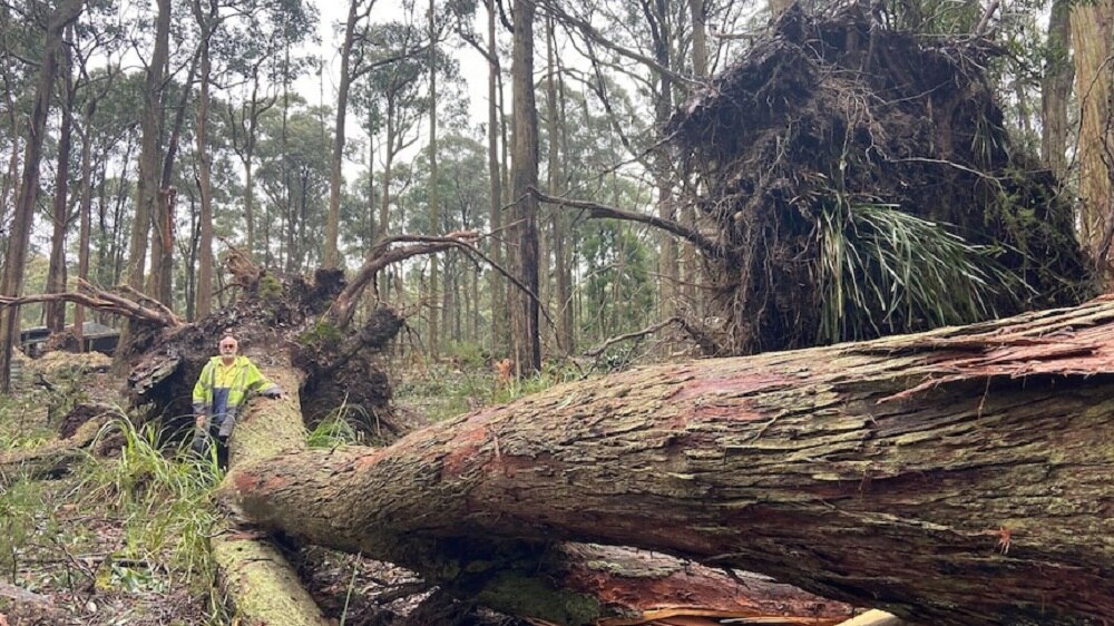 Turning green waste from massive storm damage into useful products for ...
