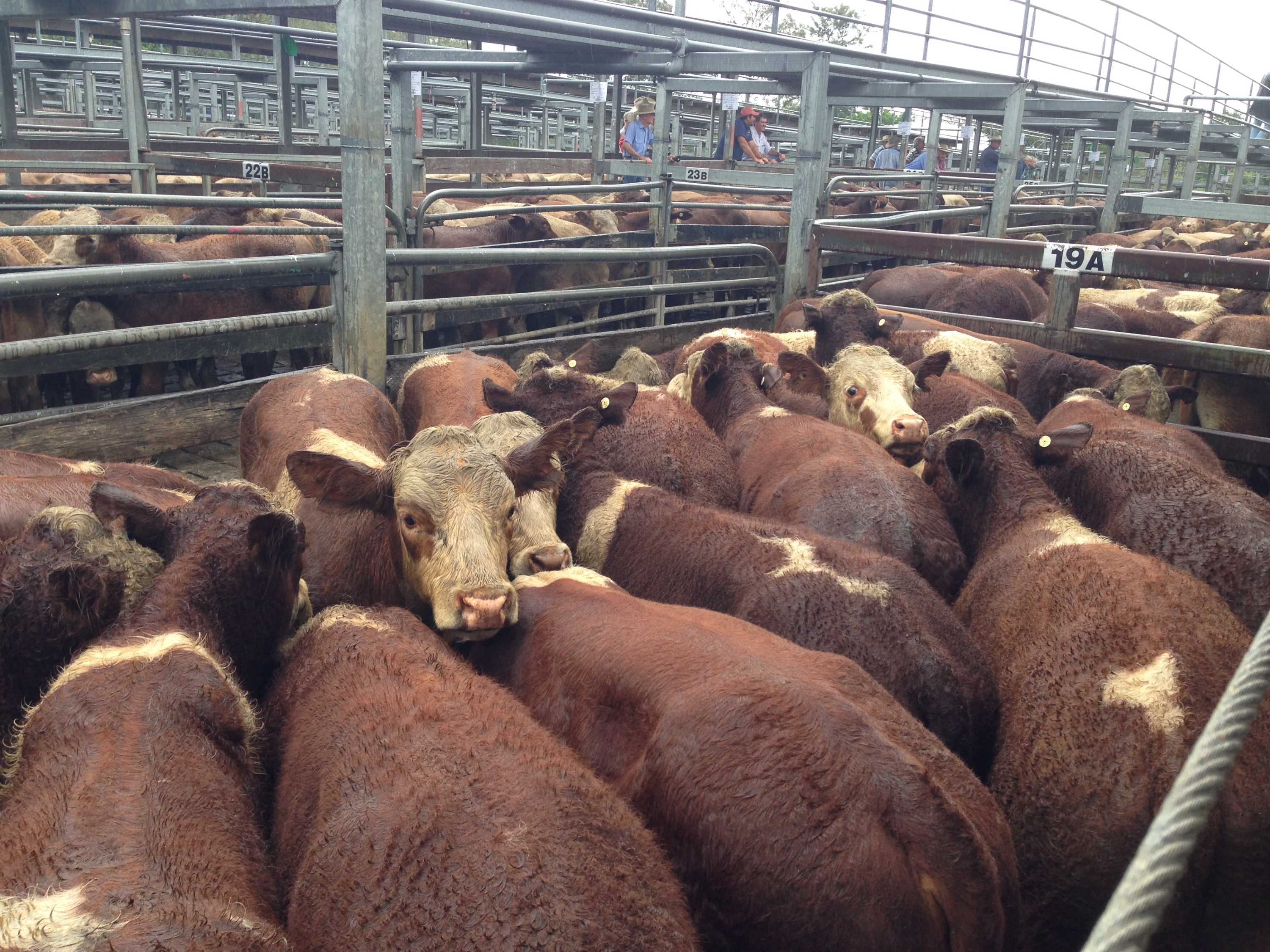 Anna Vidot - ABC News