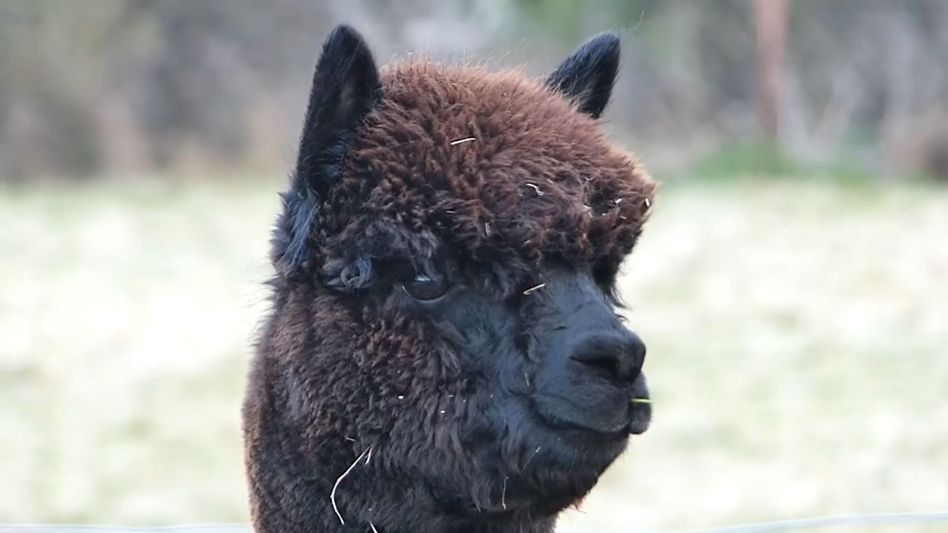 Geronimo the alpaca condemned by UK government in showdown over bovine ...
