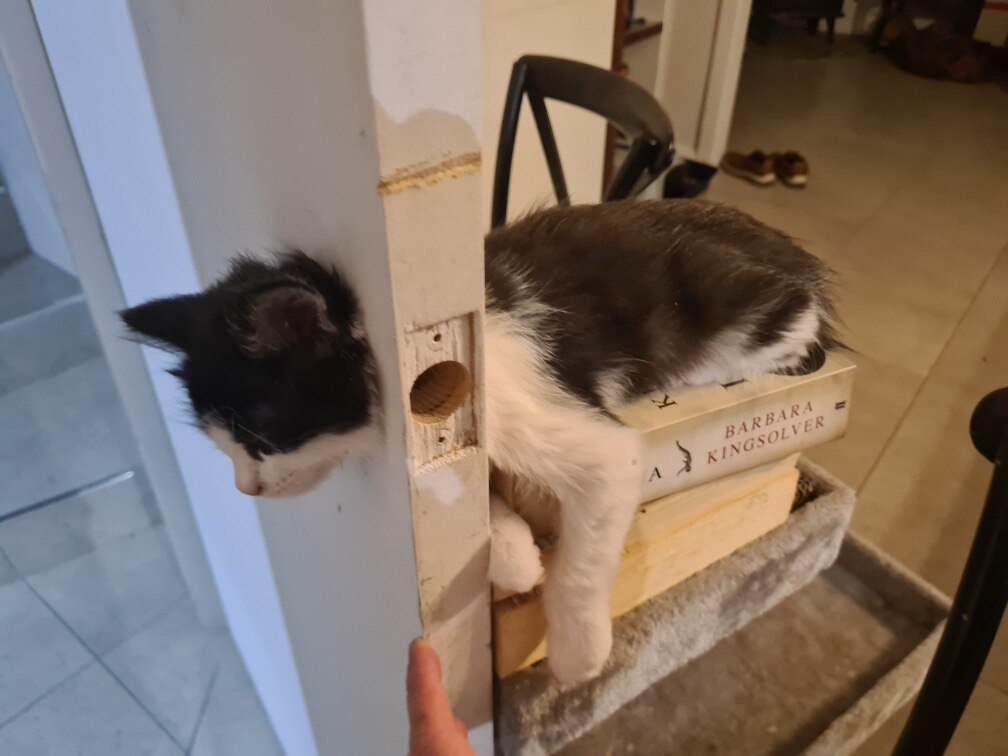 Curiosity caught the cat - ABC listen