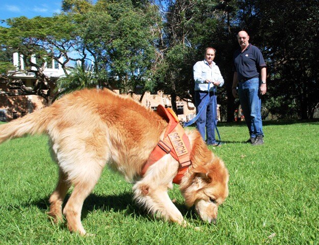Sniffer dog used to check for fire ants in Ballina - ABC News
