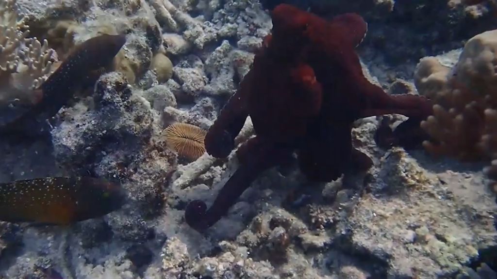 Octopus and fish hunting together on the Great Barrier Reef Supplied ...