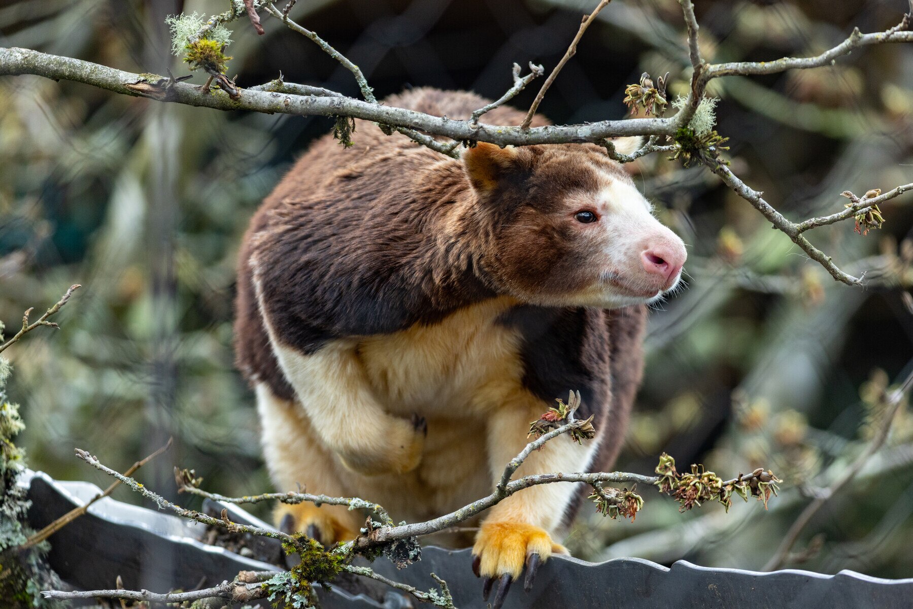 Seattle zoo exhibits tree kangaroos for the first time in 10 years ...