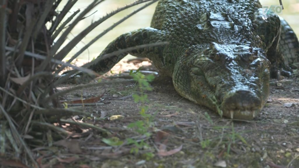 Crocodile numbers exploding in the Northern Territory - ABC News