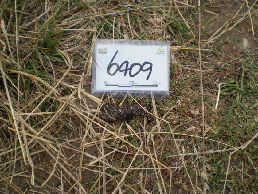 It's official: foxes a threat in Tas - ABC News