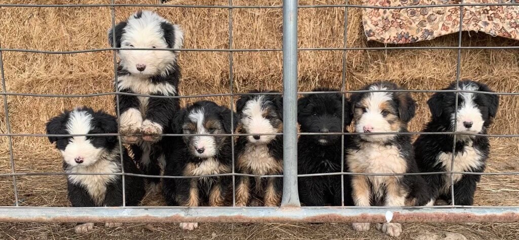 How the Smithfield dog breed went from London meat markets to working ...