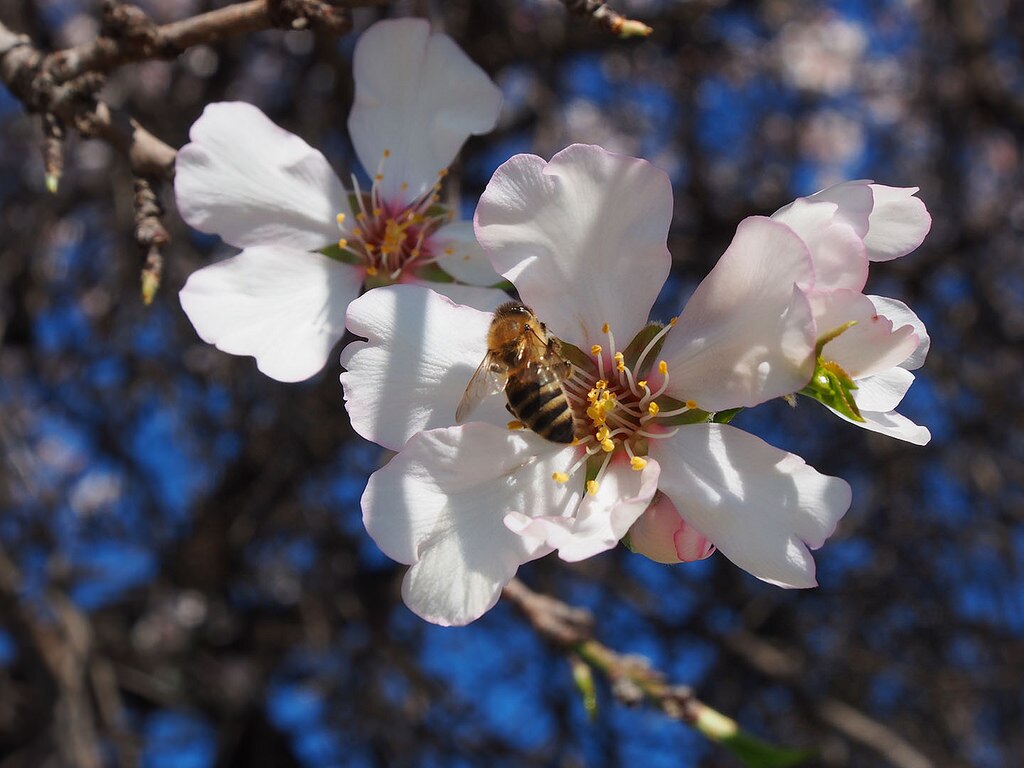 Almond industry breeding program aims for higher yields, better ...