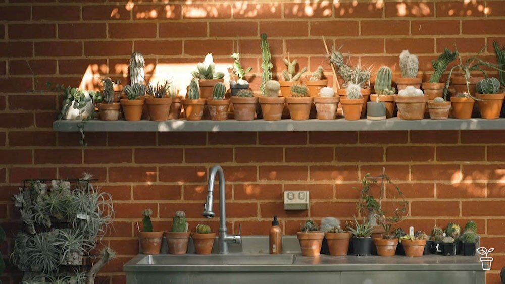 Vet Pet Plants - Gardening Australia