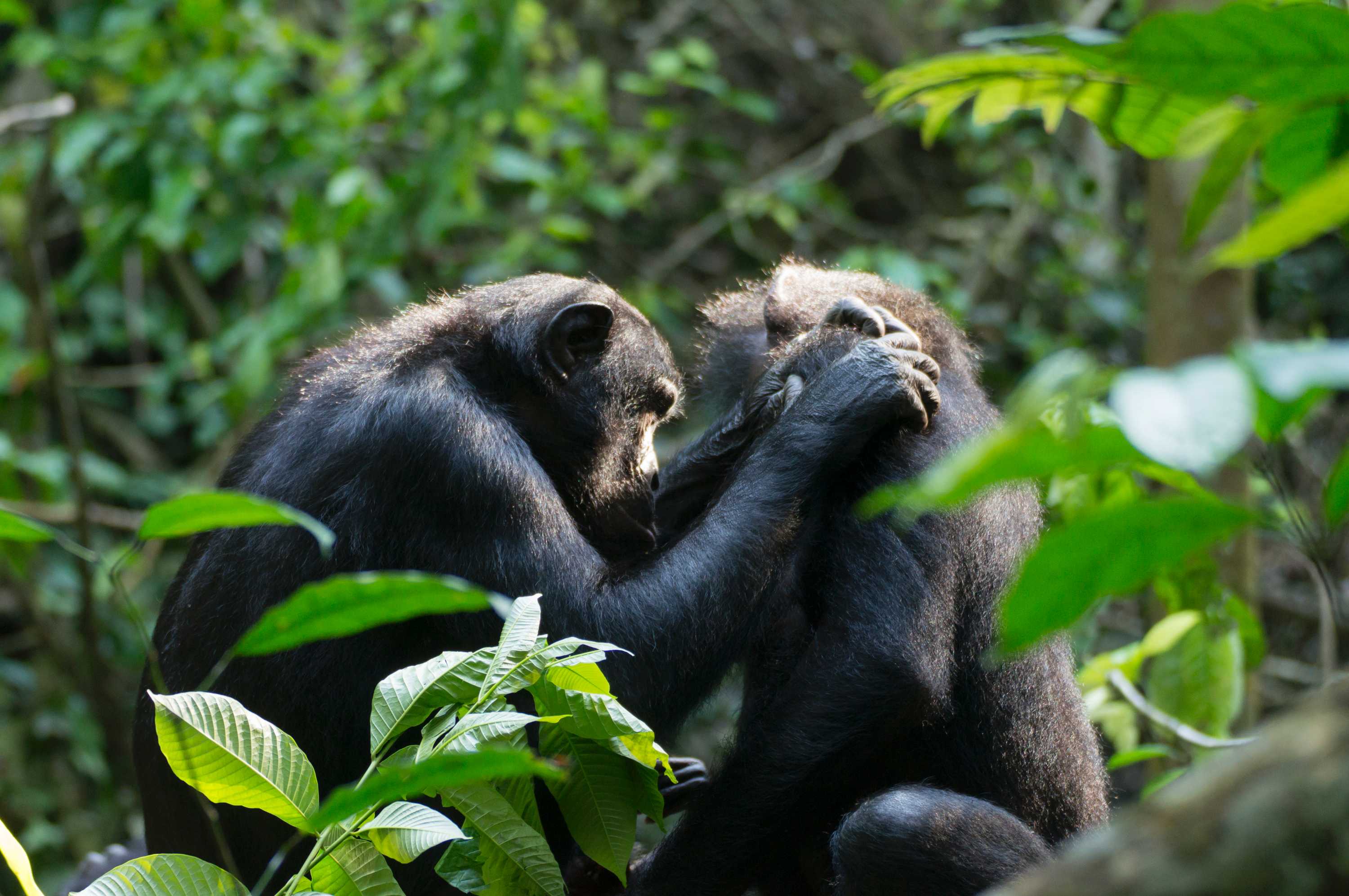 Bonobos suffer from failing eyesight as they get older - ABC News