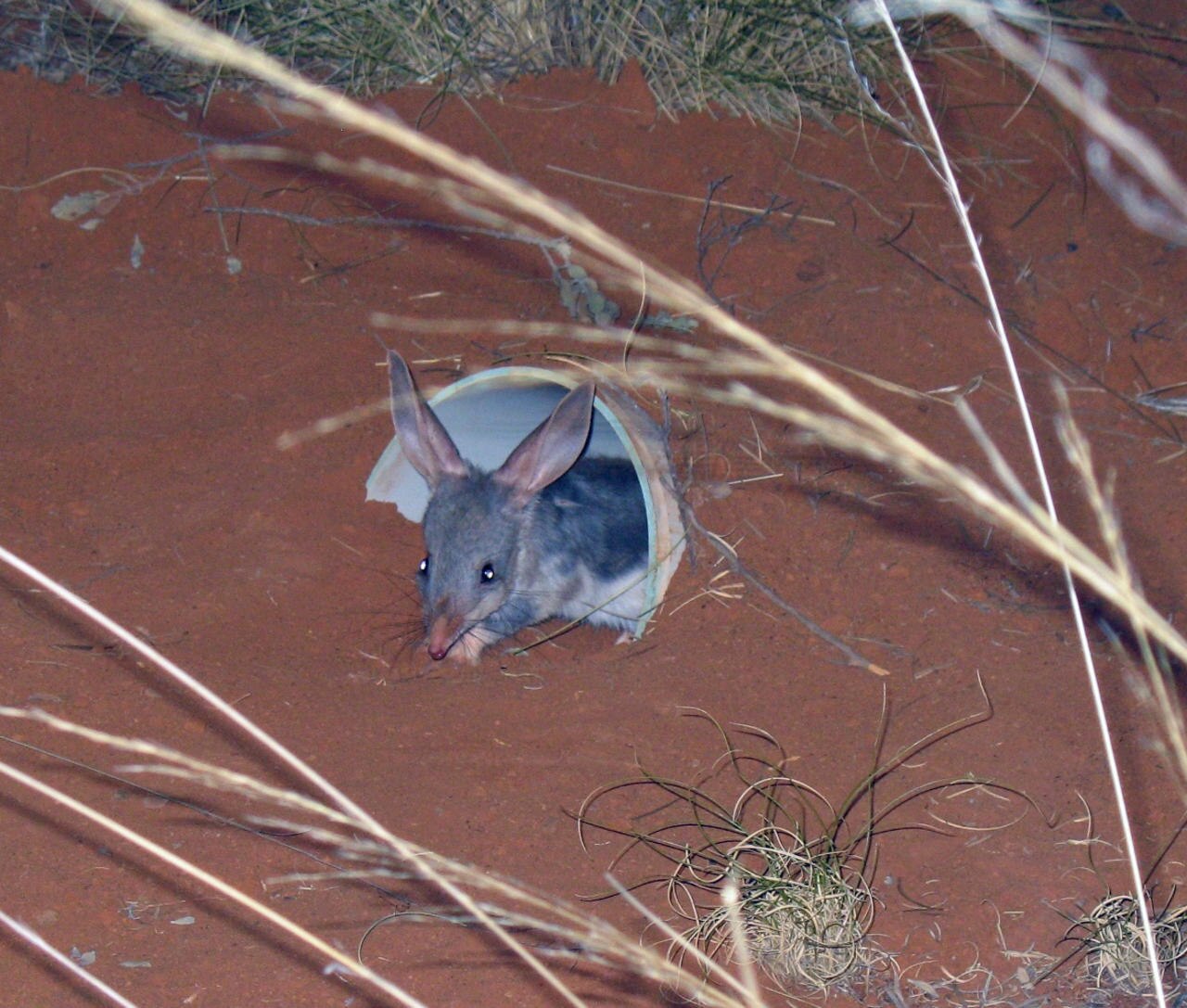 A conservation project is returning bilbies to the Goldfields - ABC News