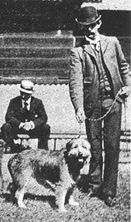 How the Smithfield dog breed went from London meat markets to working ...