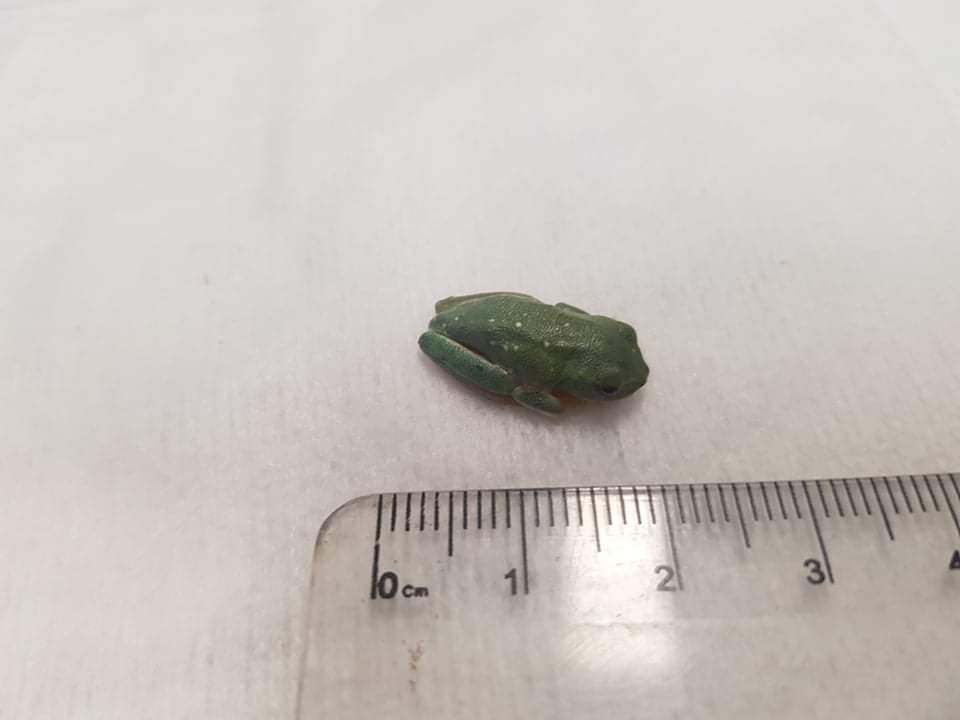 Vet successfully performs surgery on graceful tree frog less than 2cm ...