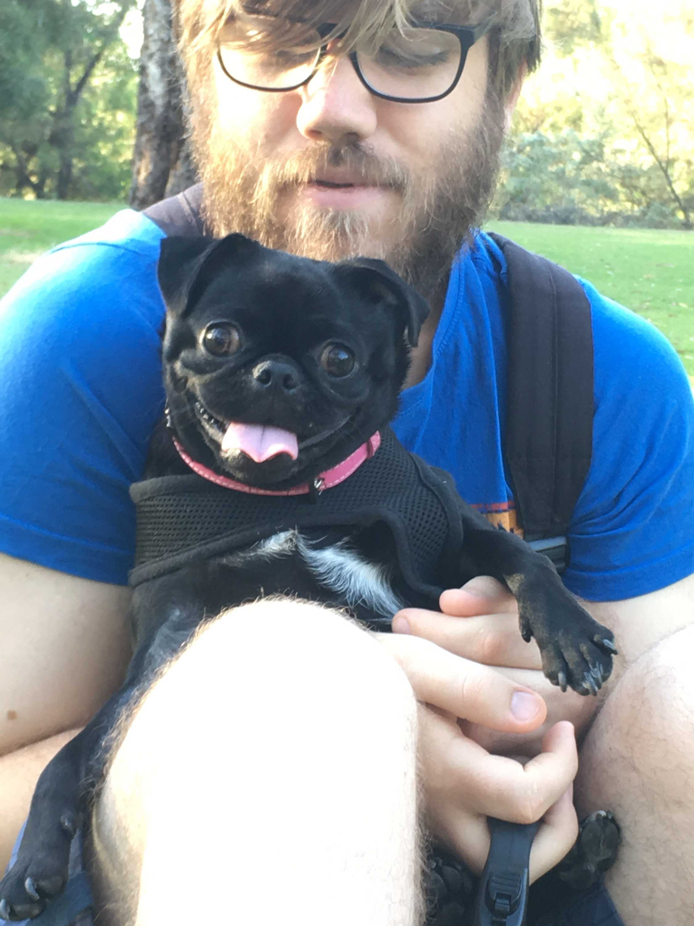 Dog owner fails to stop after pug killed in Perth - ABC listen