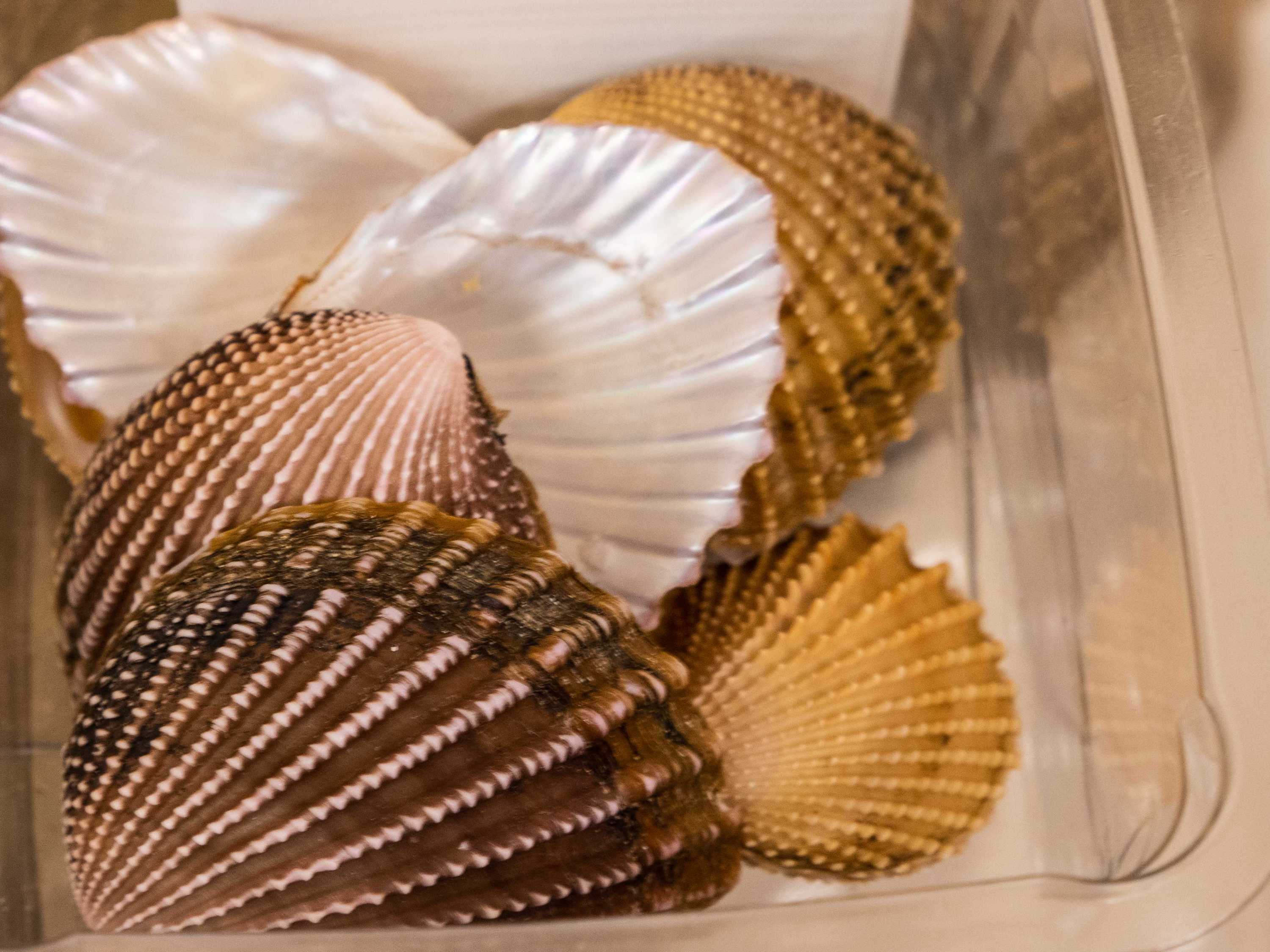 Seashells to covet this summer: The rare, the common and the invaders ...