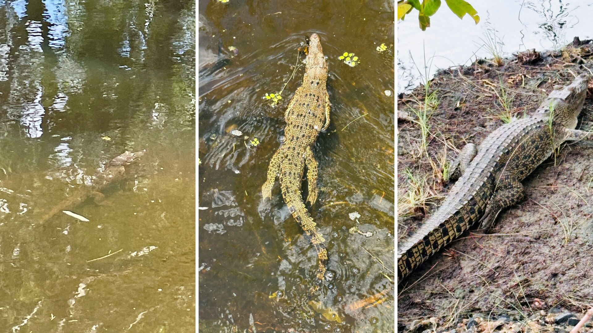 Hazardous crocodiles a popular attraction at North Rockhampton golf ...